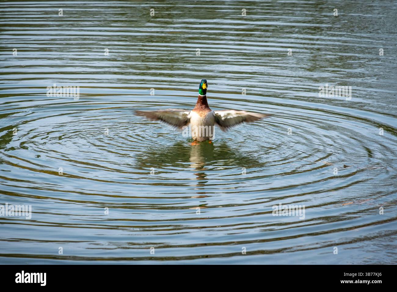 wild duck in ponds and lakes in Germany and Austria Stock Photo - Alamy