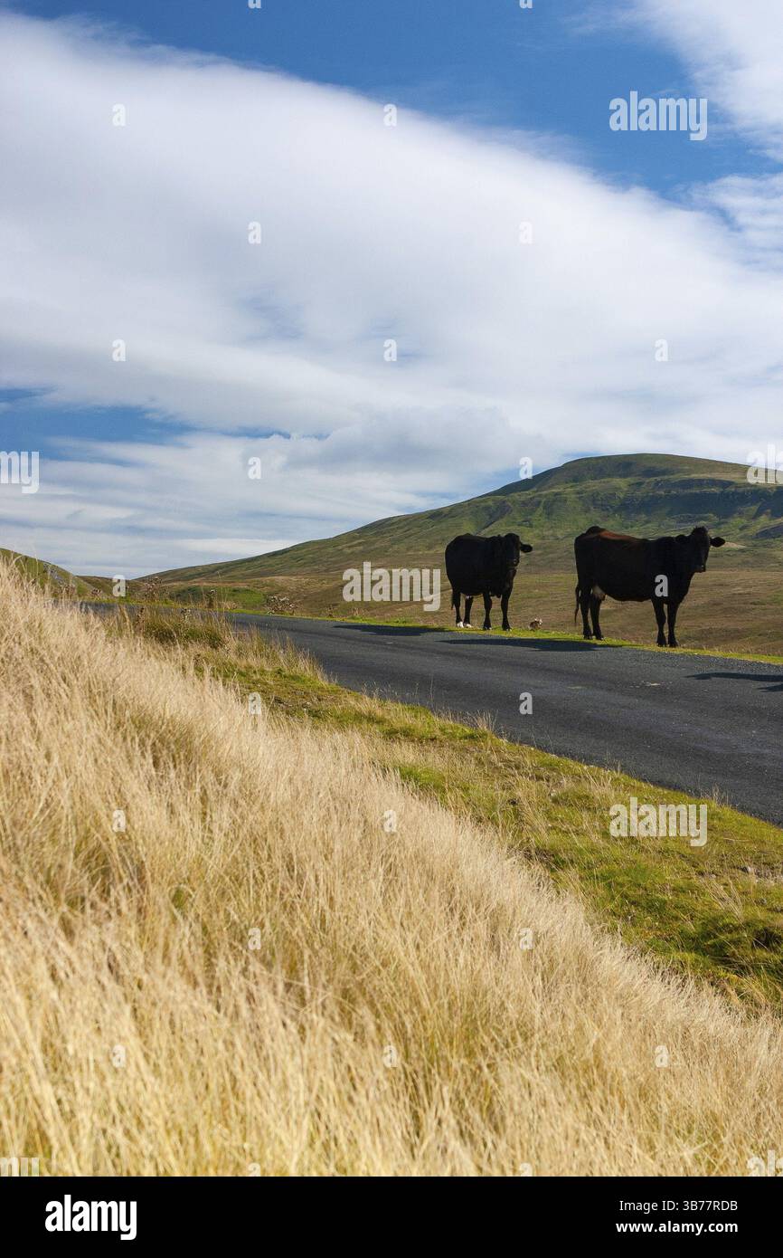 The typical landscape in Yorkshire Dales National Park, Great Britain ...