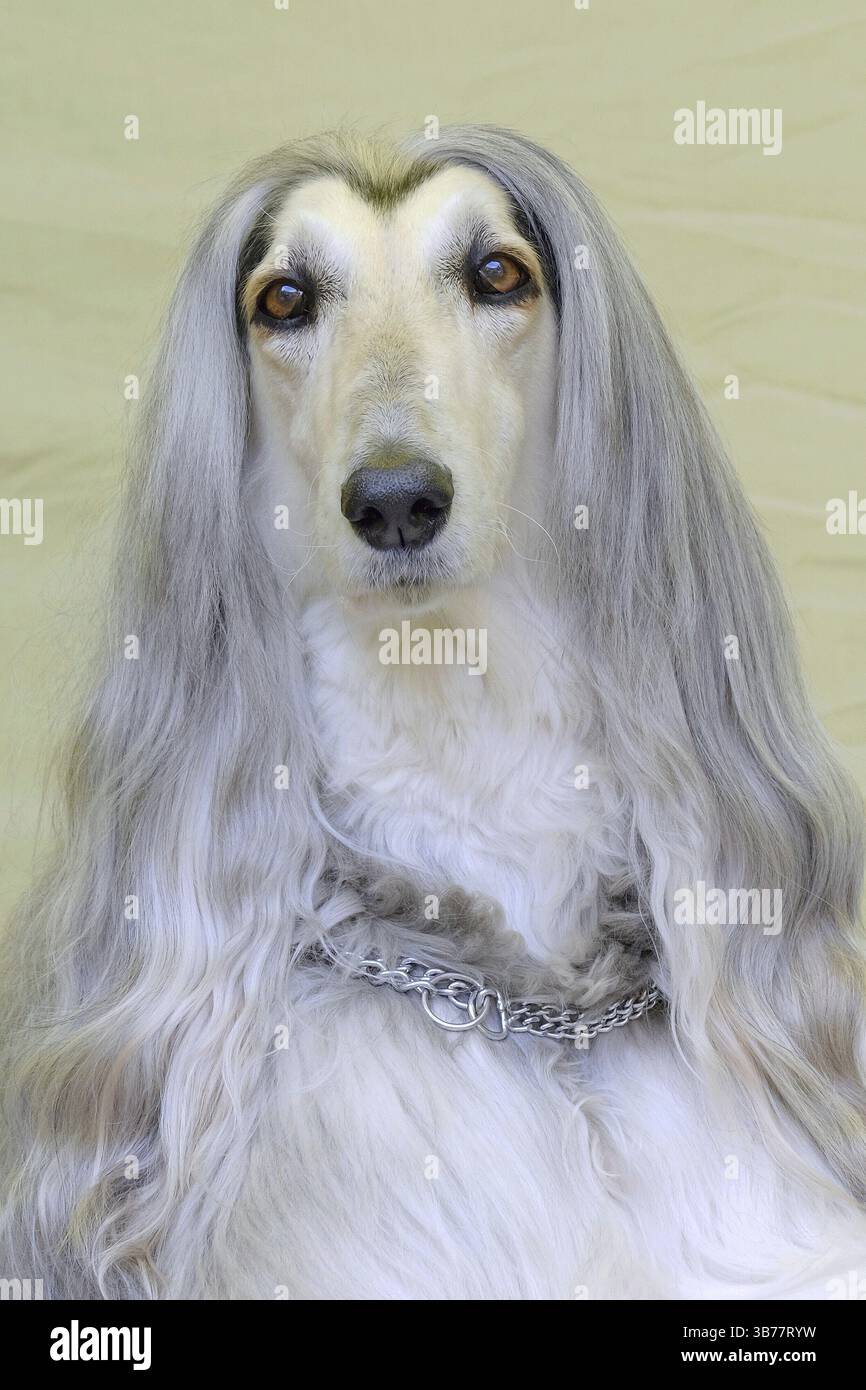 The portrait of very old Afghan Hound dog in the garden Stock Photo - Alamy