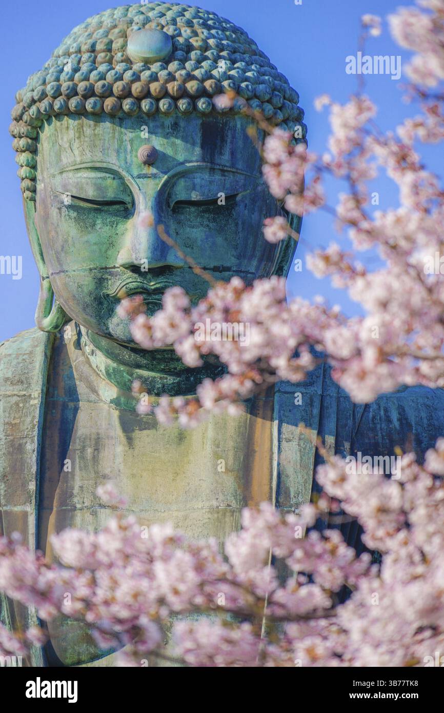 Sakura of the Great Buddha of Kamakura and full bloom. Shooting Location: Kamakura, Kanagawa ...