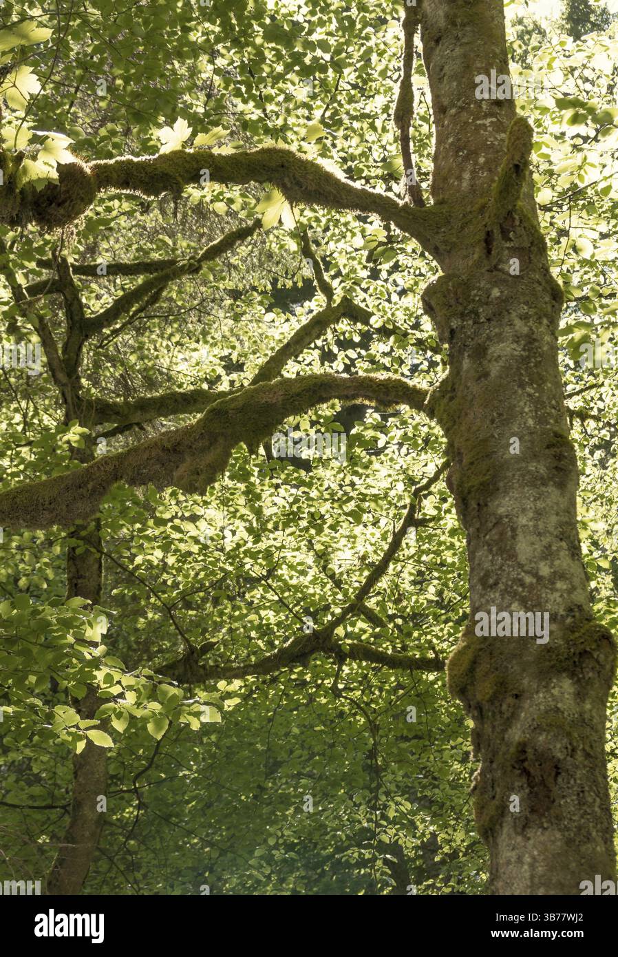 Mossy trees in spring Stock Photo - Alamy
