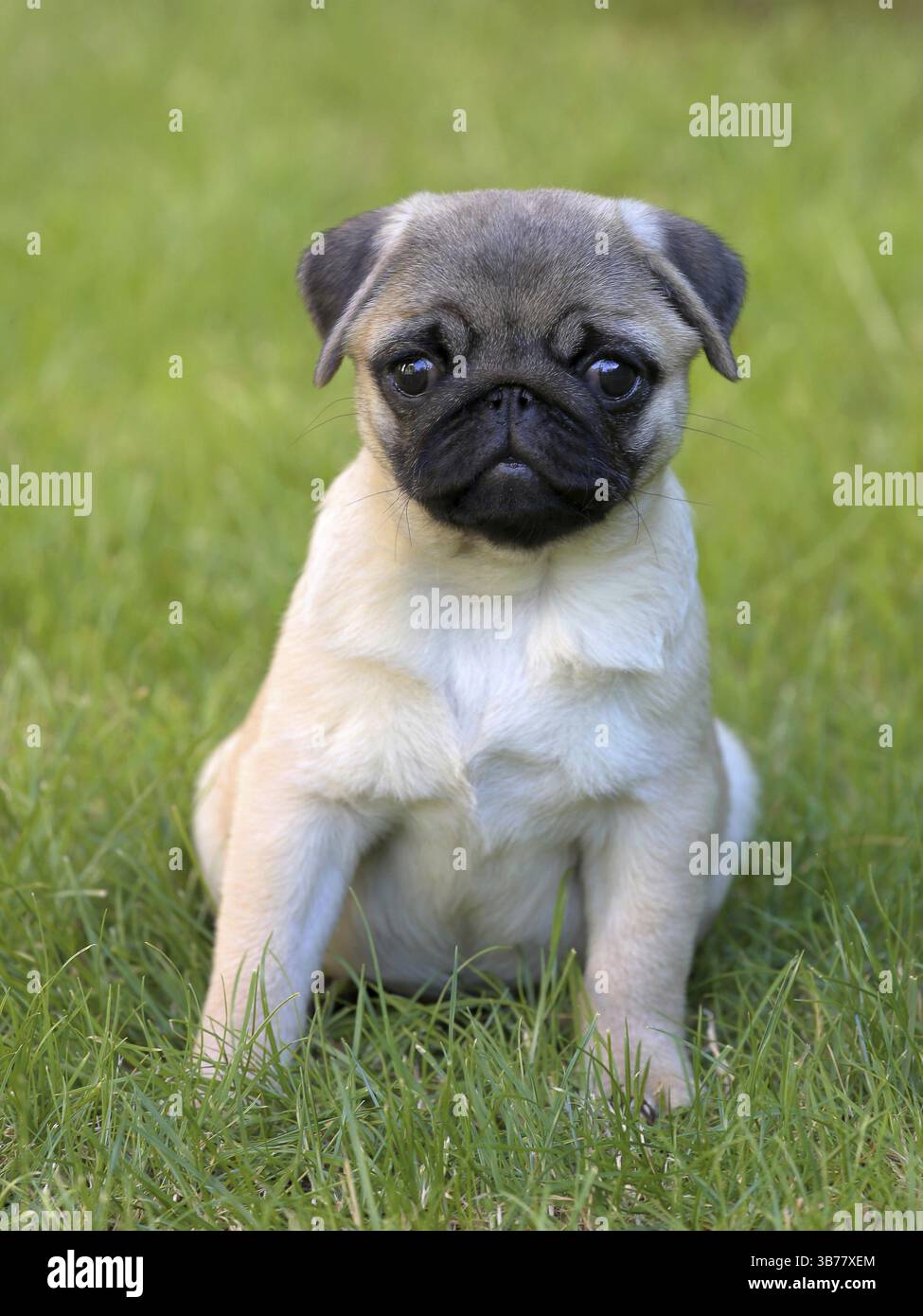 Typical Pug Dog in the spring garden Stock Photo - Alamy
