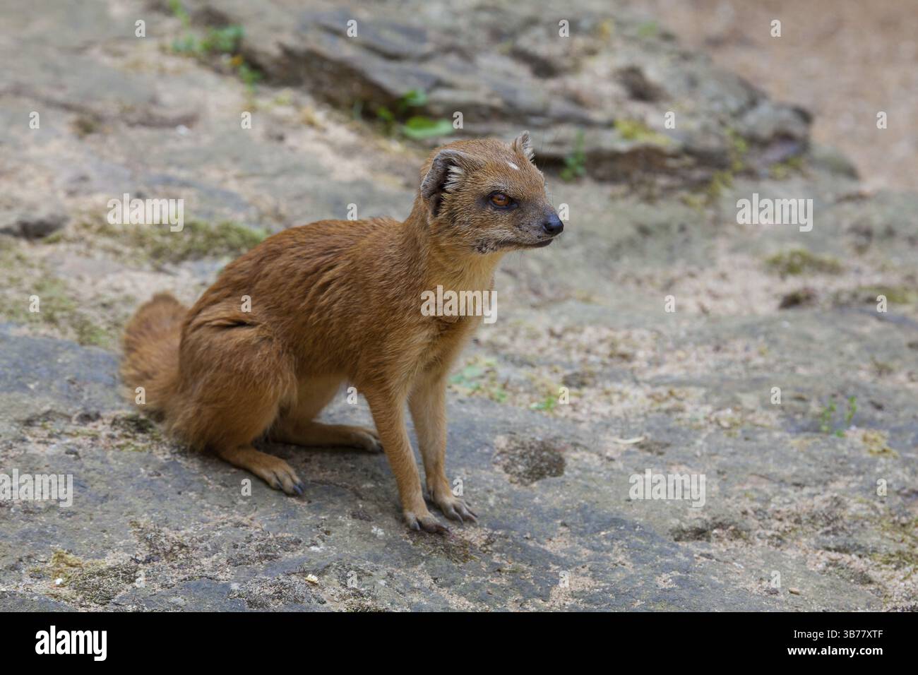Mongoose on the hunt hi-res stock photography and images - Alamy
