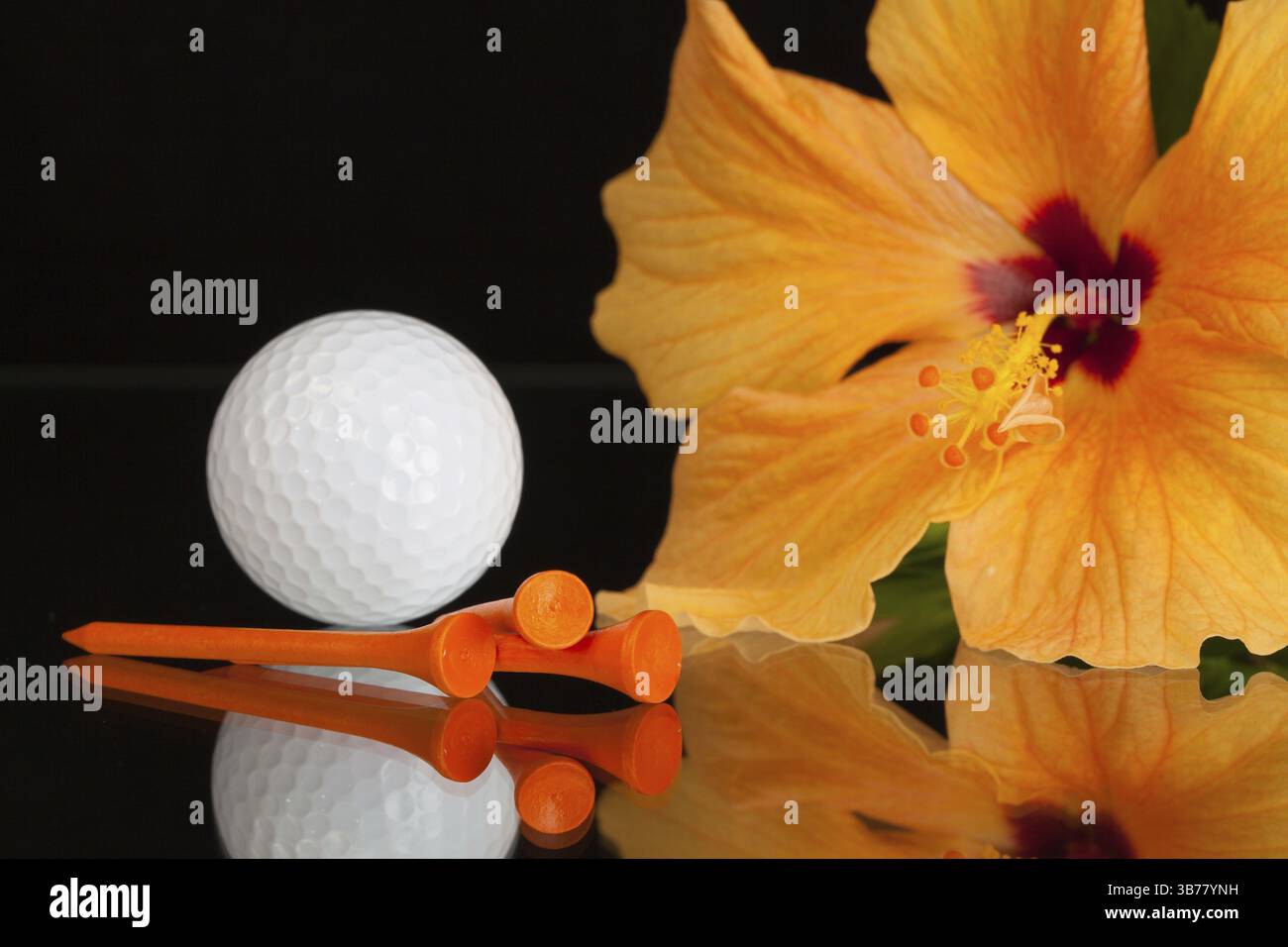 Orange hibiscus flower and golf equipments on the glass plate Stock ...