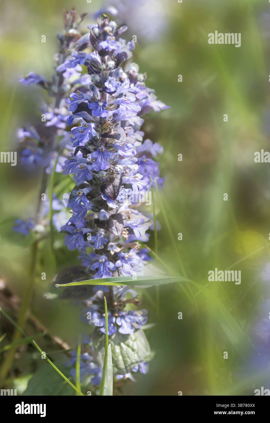 Bugle flowers hi-res stock photography and images - Alamy