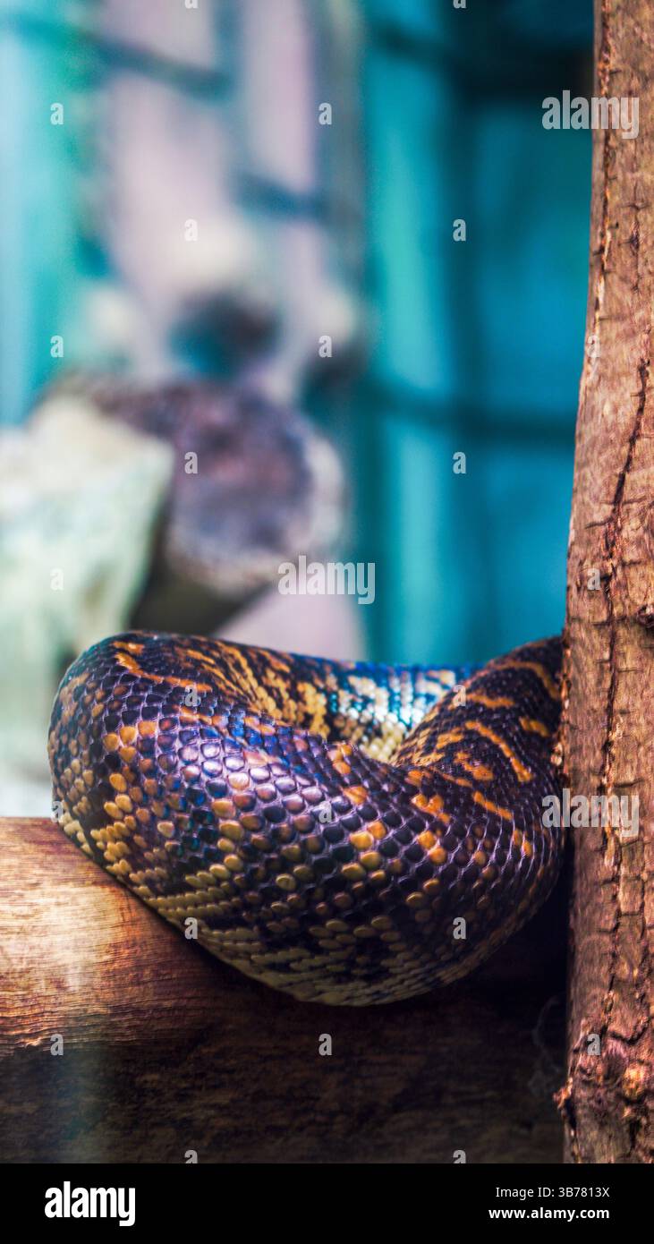 A sleepy madagascan tree boa with copper and brown scaly skin is curled ...