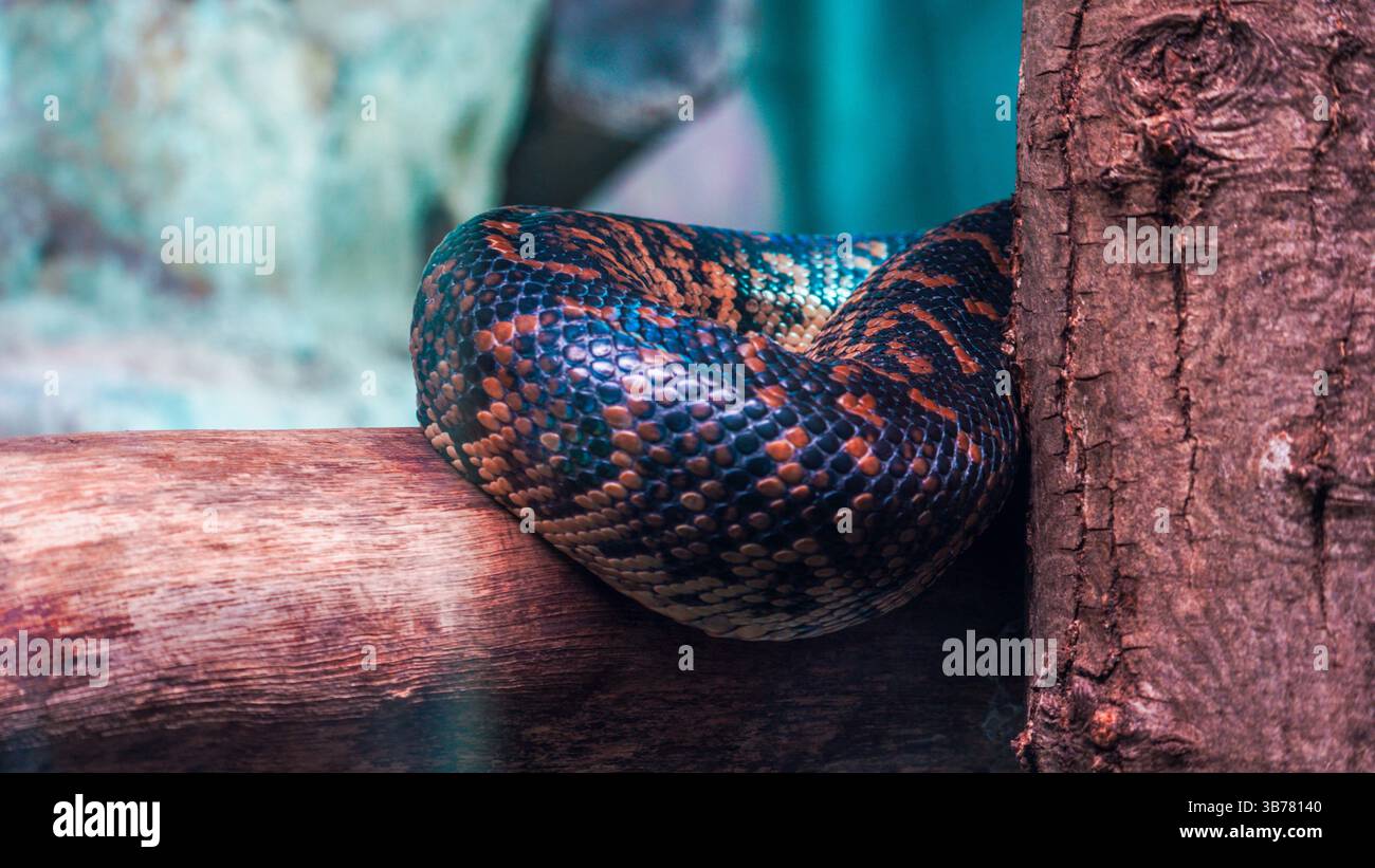 A sleepy madagascan tree boa with copper and brown scaly skin is curled ...