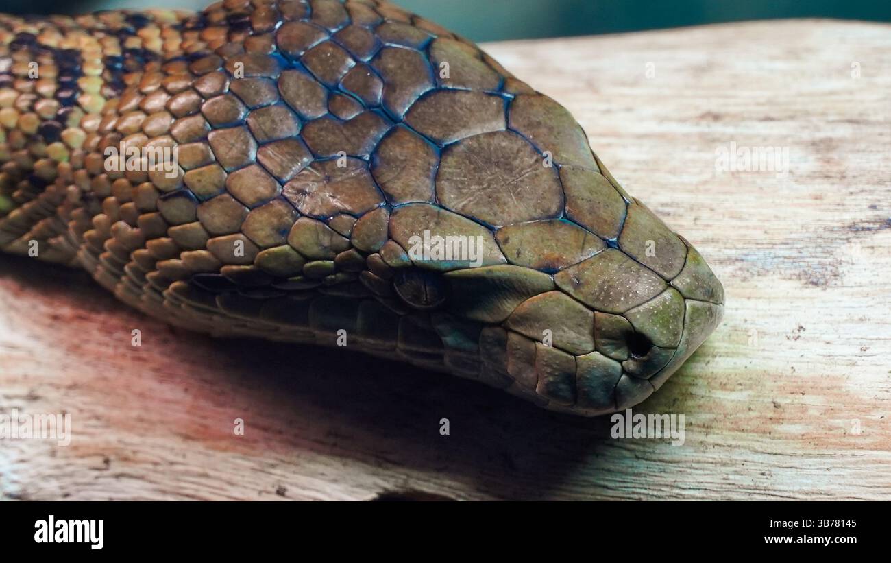 An extreme close-up, macro headshot of a madagascan tree boa. The ...