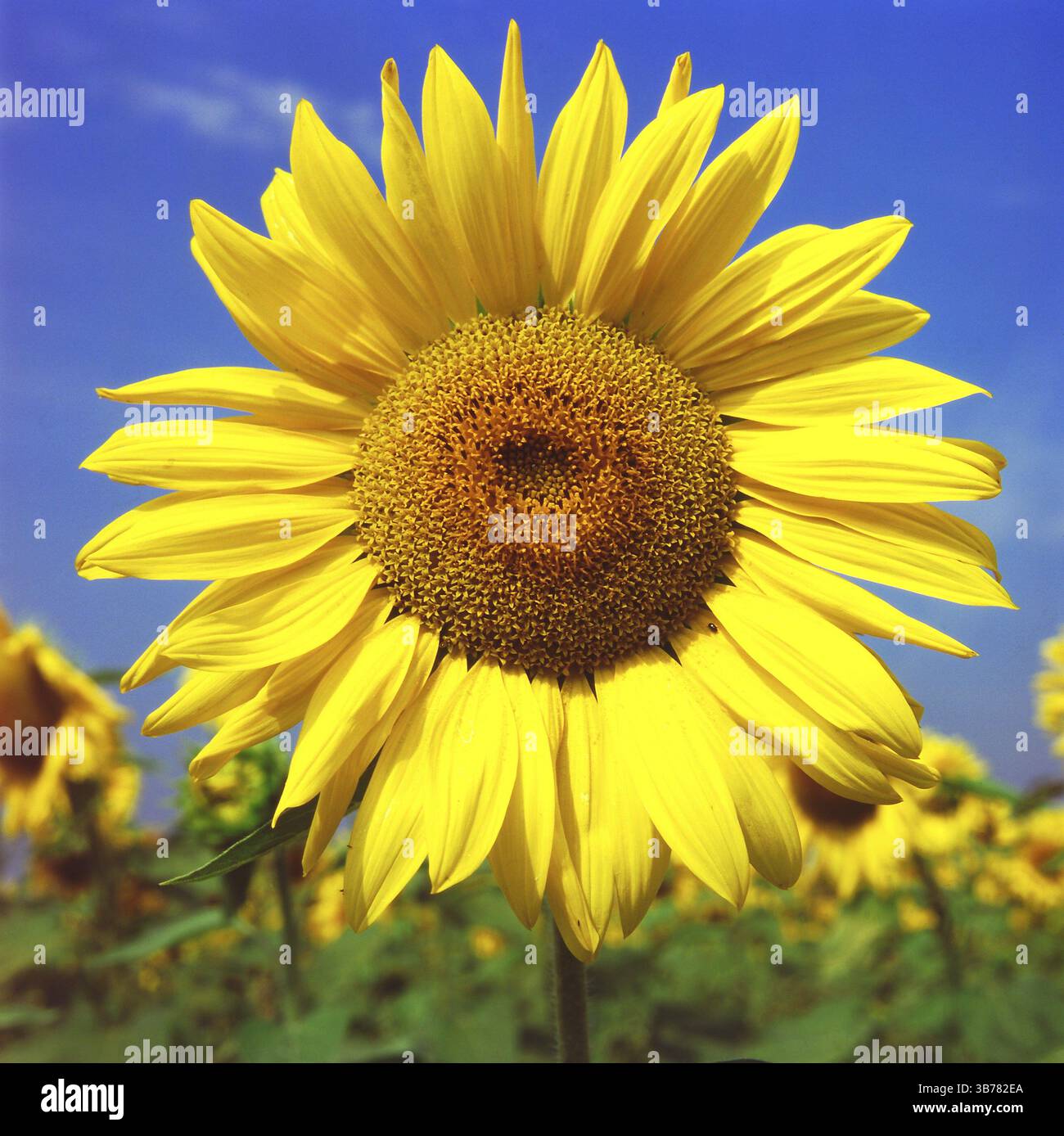 The summer symbol par excellence Stock Photo - Alamy