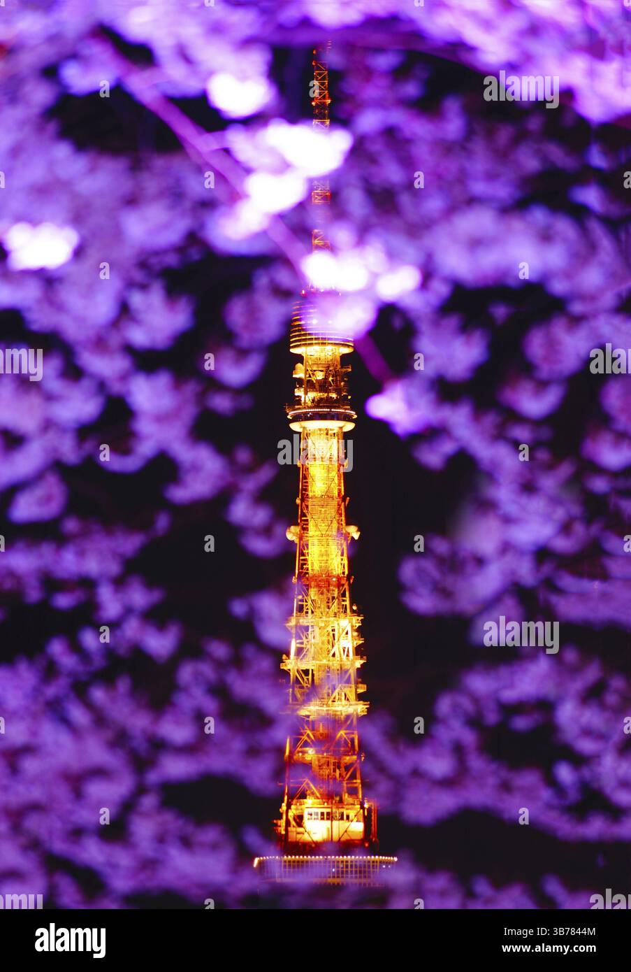 Tokyo Tower Peek From Sakura Shooting Location Tokyo Metropolitan tokyo-tower-peek-from-sakura-shooting-location-tokyo-metropolitan