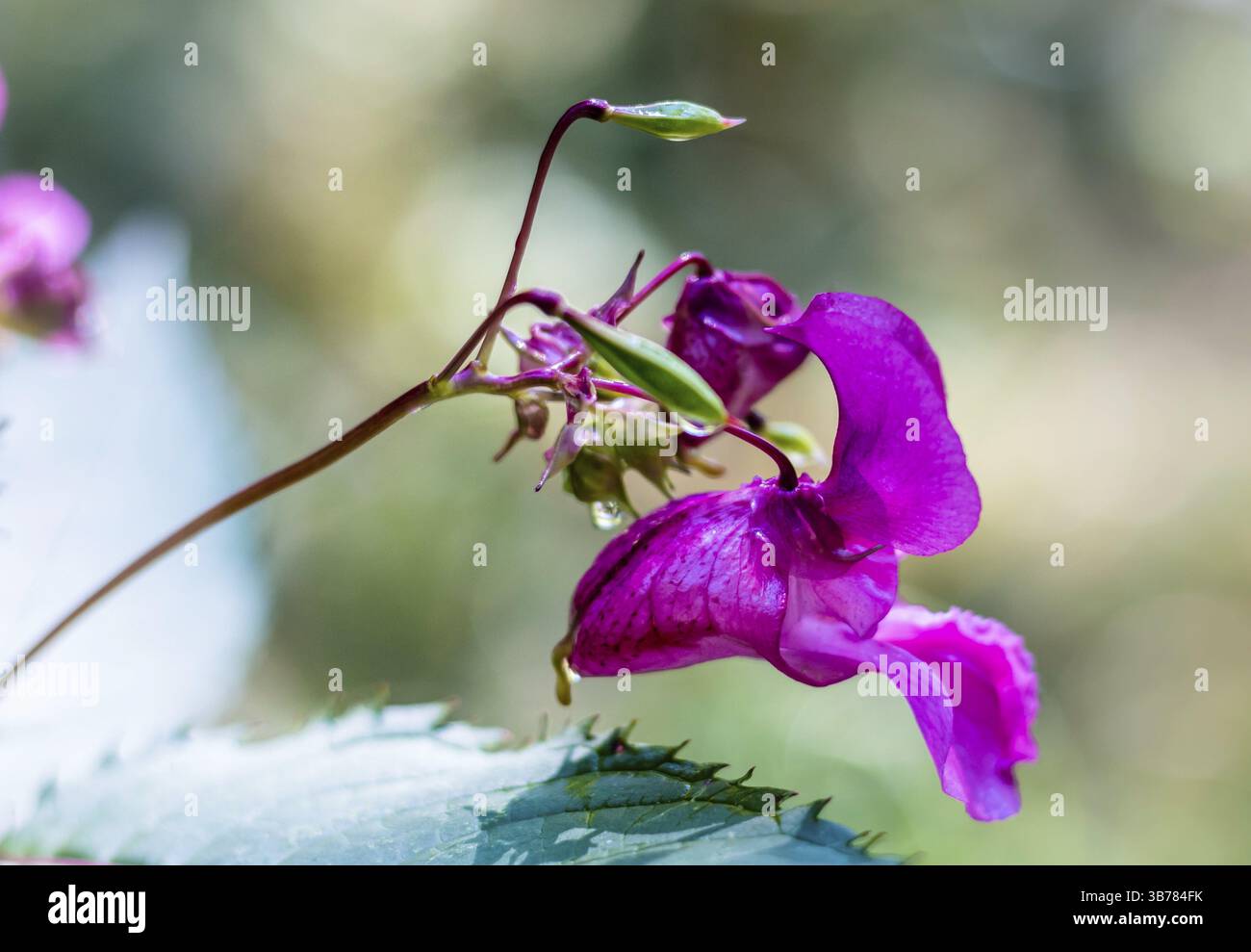 Perennial peavine (Lathyrus latifolius), close-up Stock Photo - Alamy