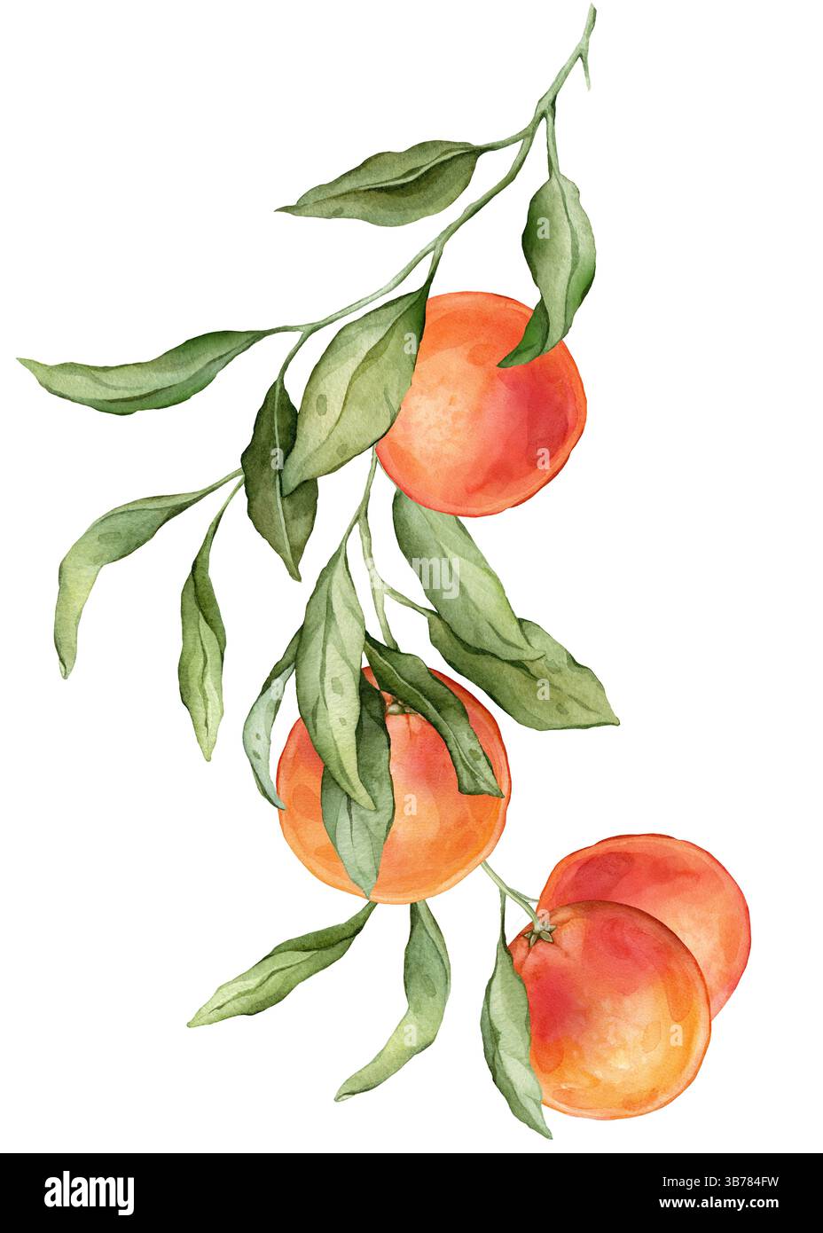 Grapefruit big Branch. Hand drawn watercolor illustration of orange red ...