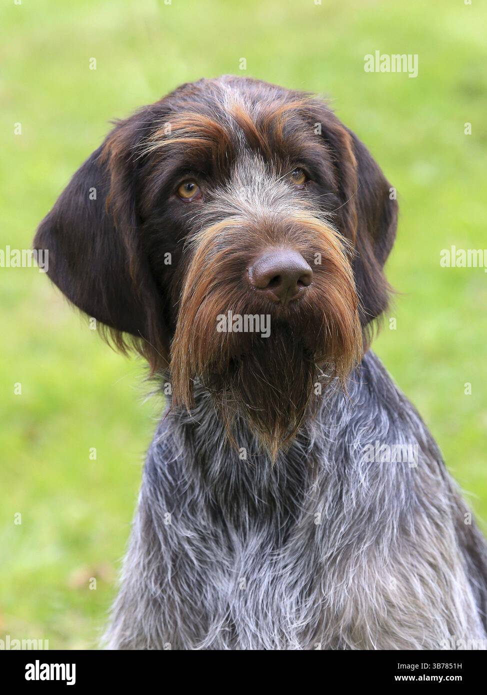 The portrait of Bohemian wire-haired Pointing Griffon Stock Photo - Alamy