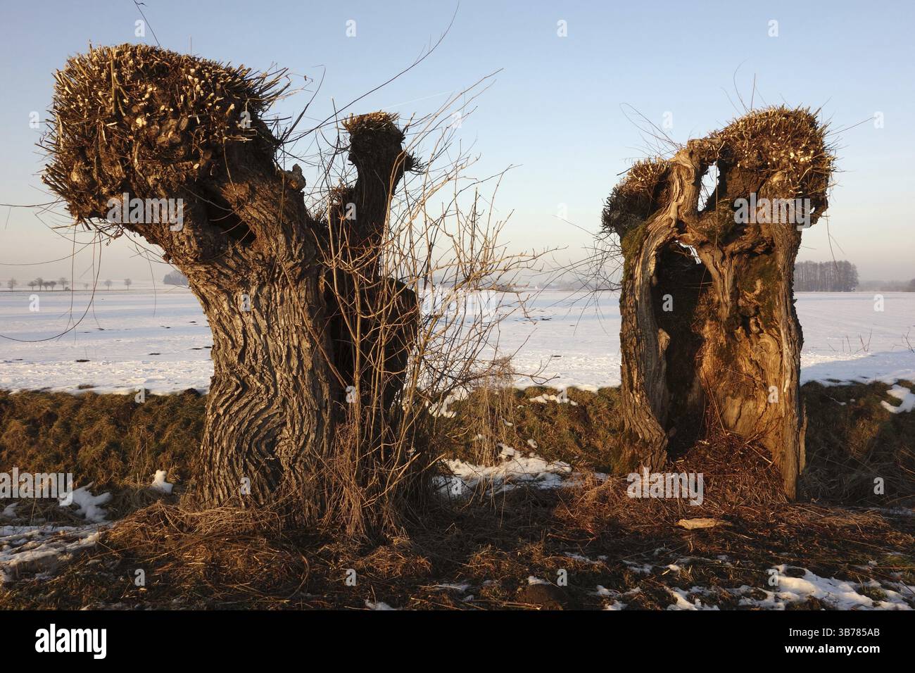 Willow tree tree trees willows bizarre wide fields fields winter cold ...