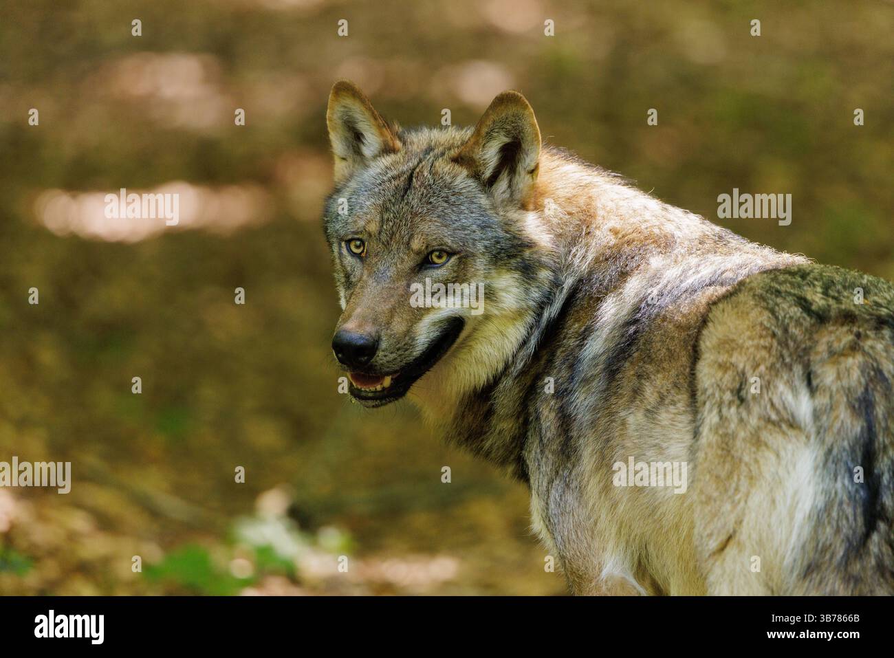 Tierwelt, Wolf 2025-05-02, GER, Bayern: Wolf im Wald *** Wildlife, Wolf ...