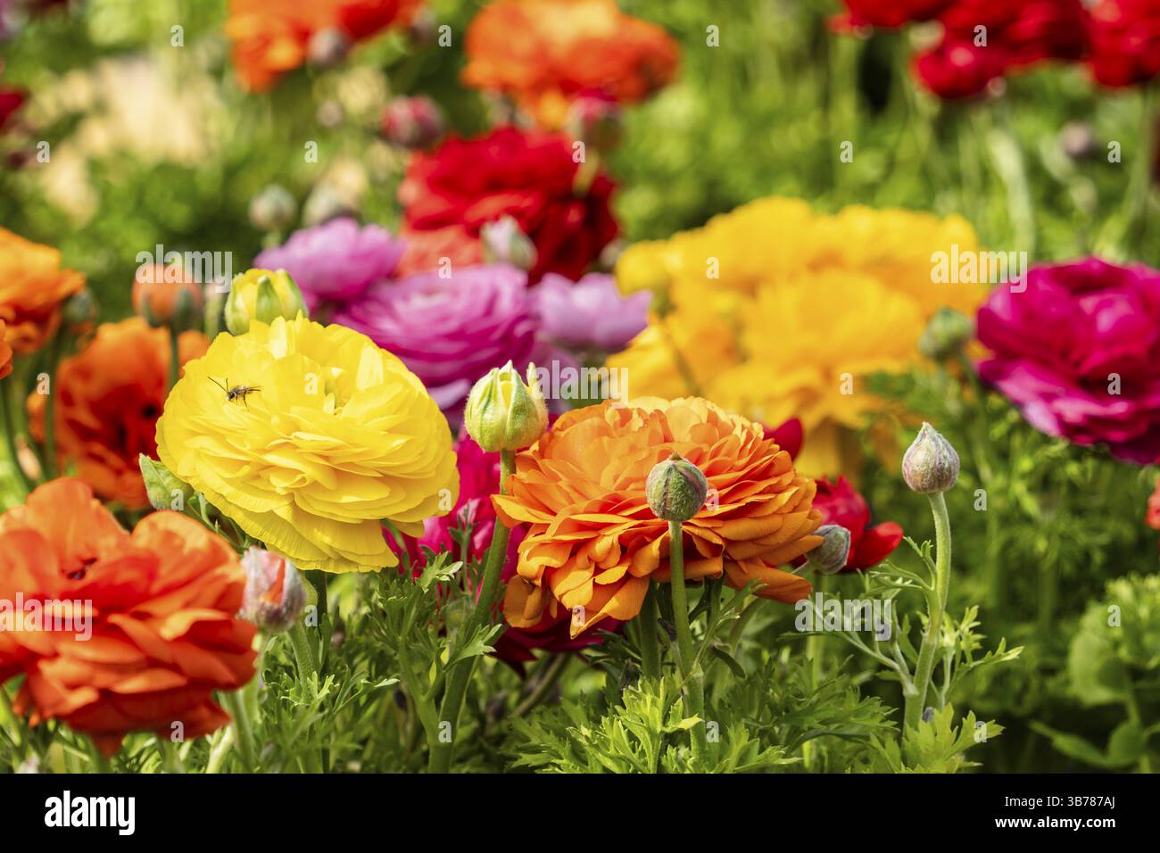 Family crowfoot plants ranunculaceae hi-res stock photography and ...
