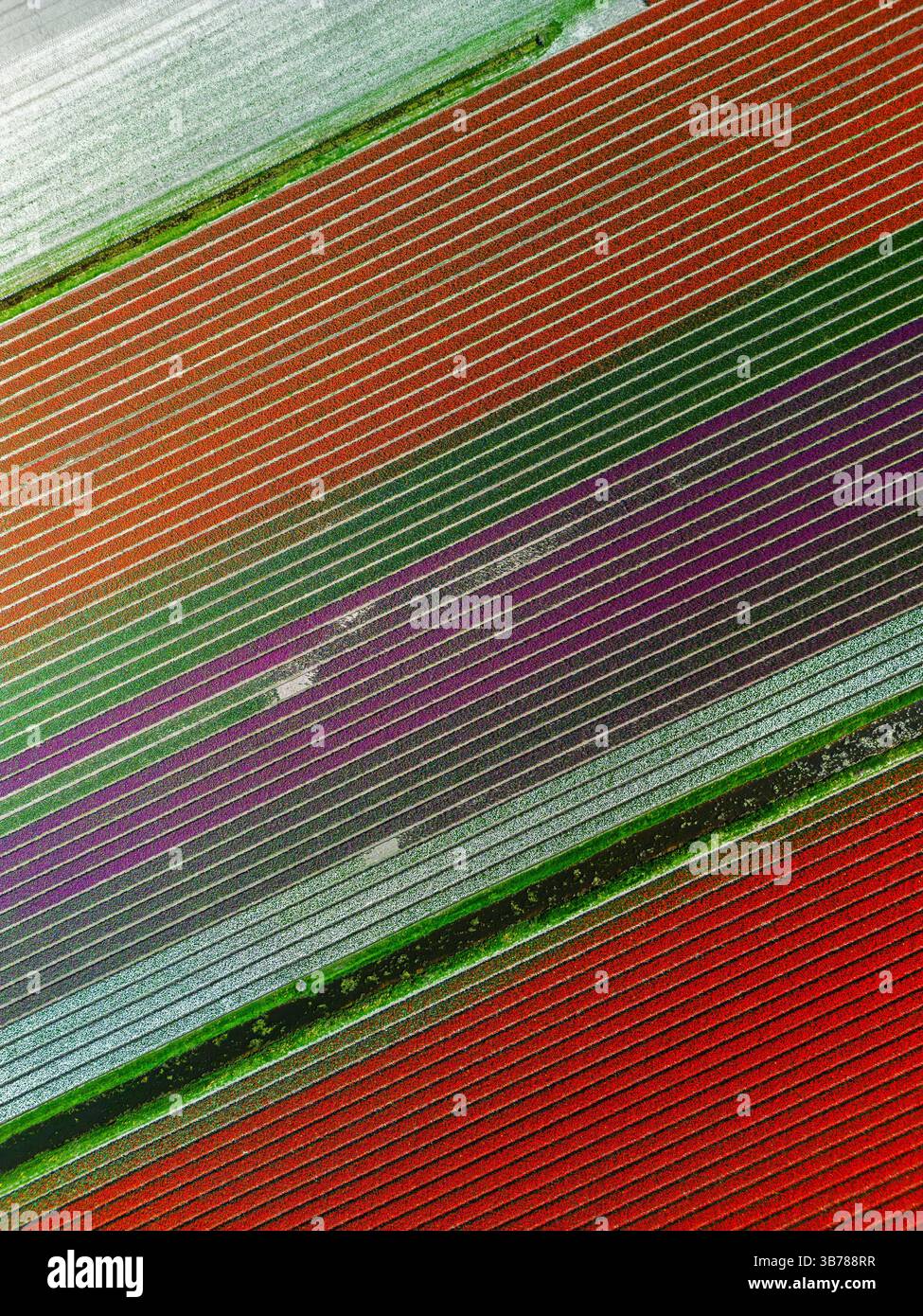 Aerial view of colorful agricultural fields with perfectly aligned rows ...