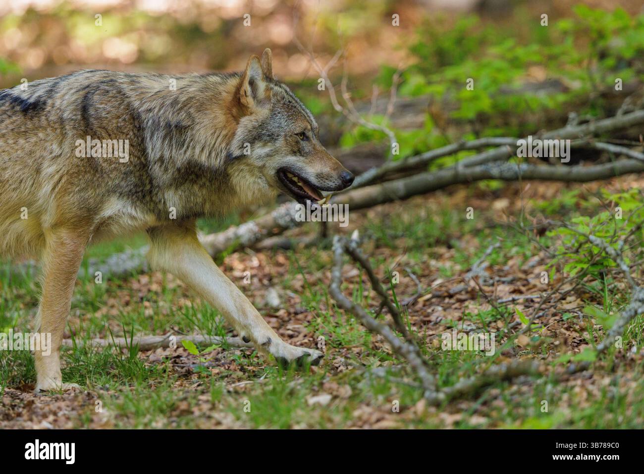 Tierwelt, Wolf 2025-05-02, GER, Bayern: Wolf im Wald *** Wildlife, Wolf ...