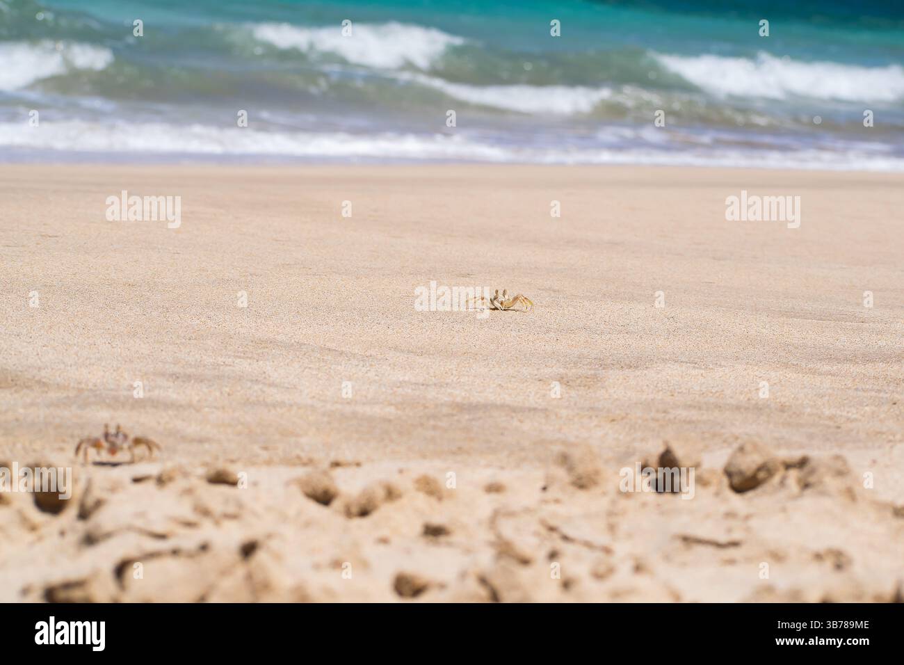 Two crabs on sand hi-res stock photography and images - Alamy