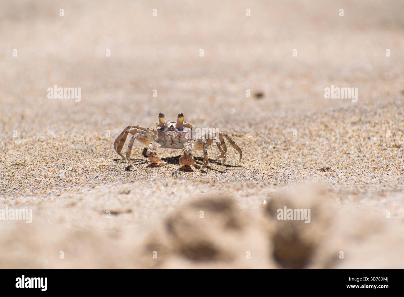 Sand Crab Standing His Ground Stock Photo - Alamy