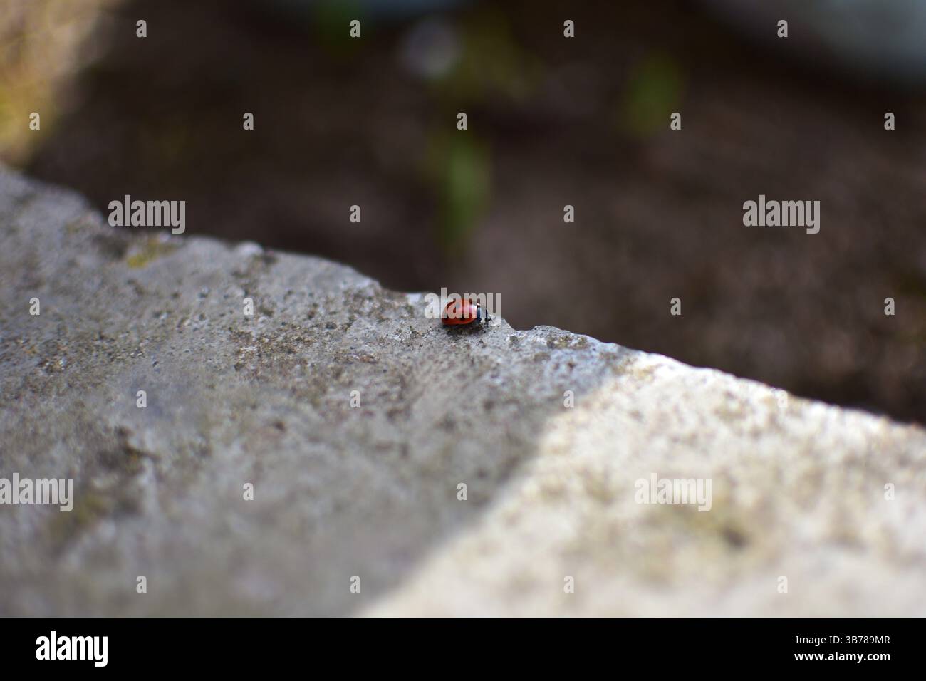 Small ladybird lady bug, lady beetle walking on concrete Stock Photo ...