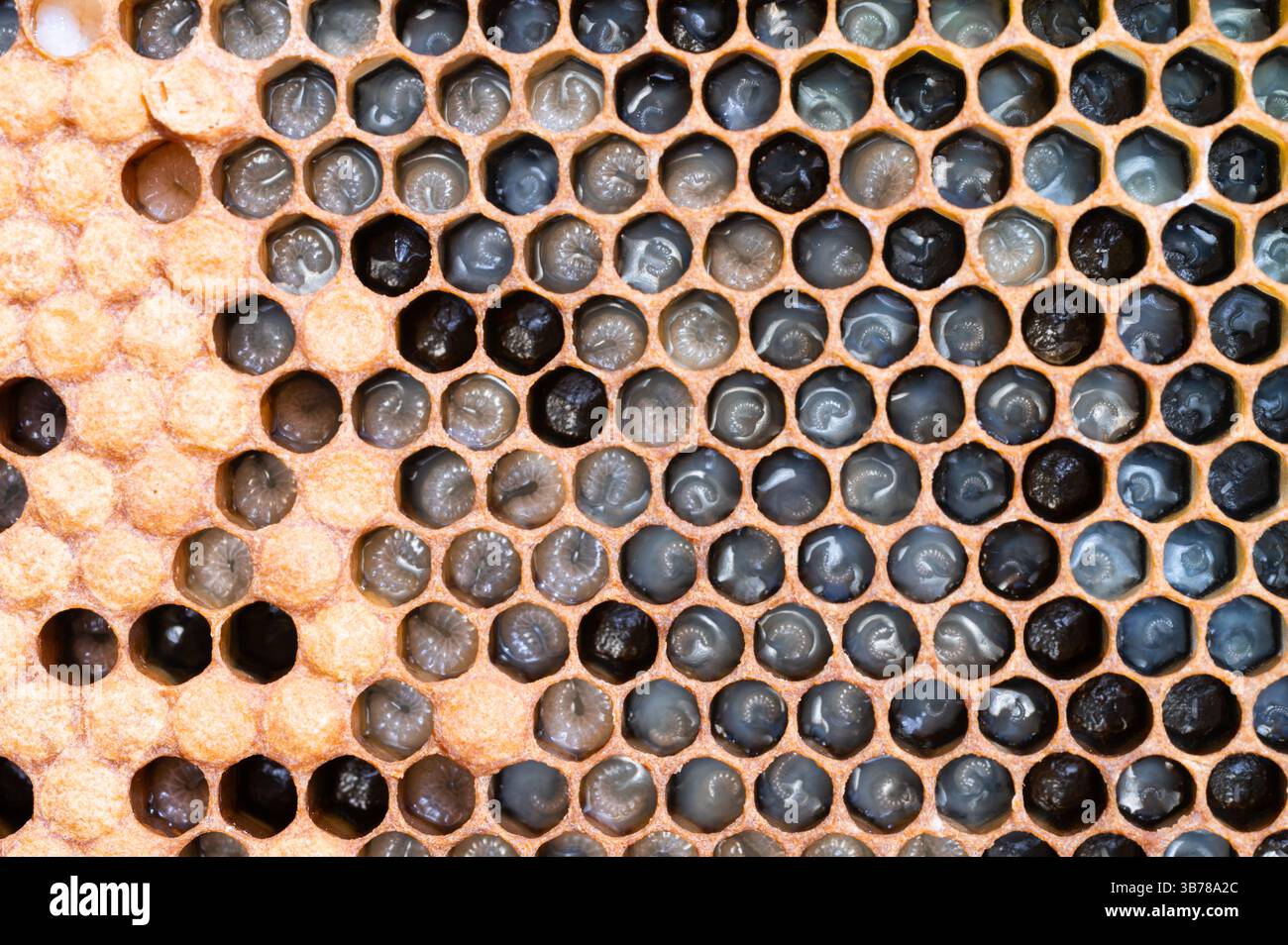 A frame of honey bee brood with capped brood and open larva in royal ...