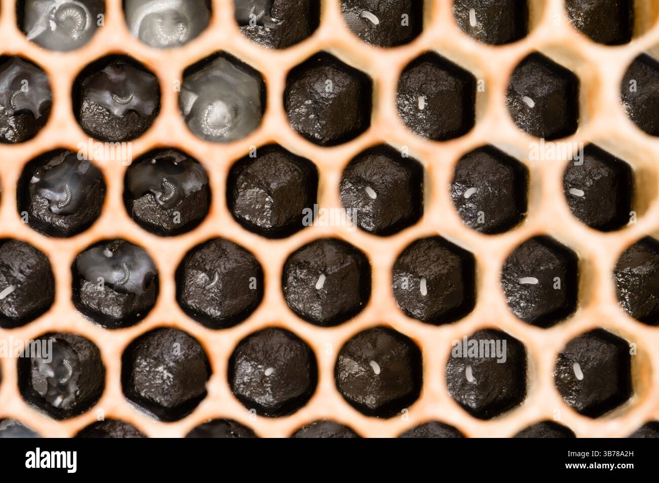Honeybees in hive larvae hi-res stock photography and images - Alamy