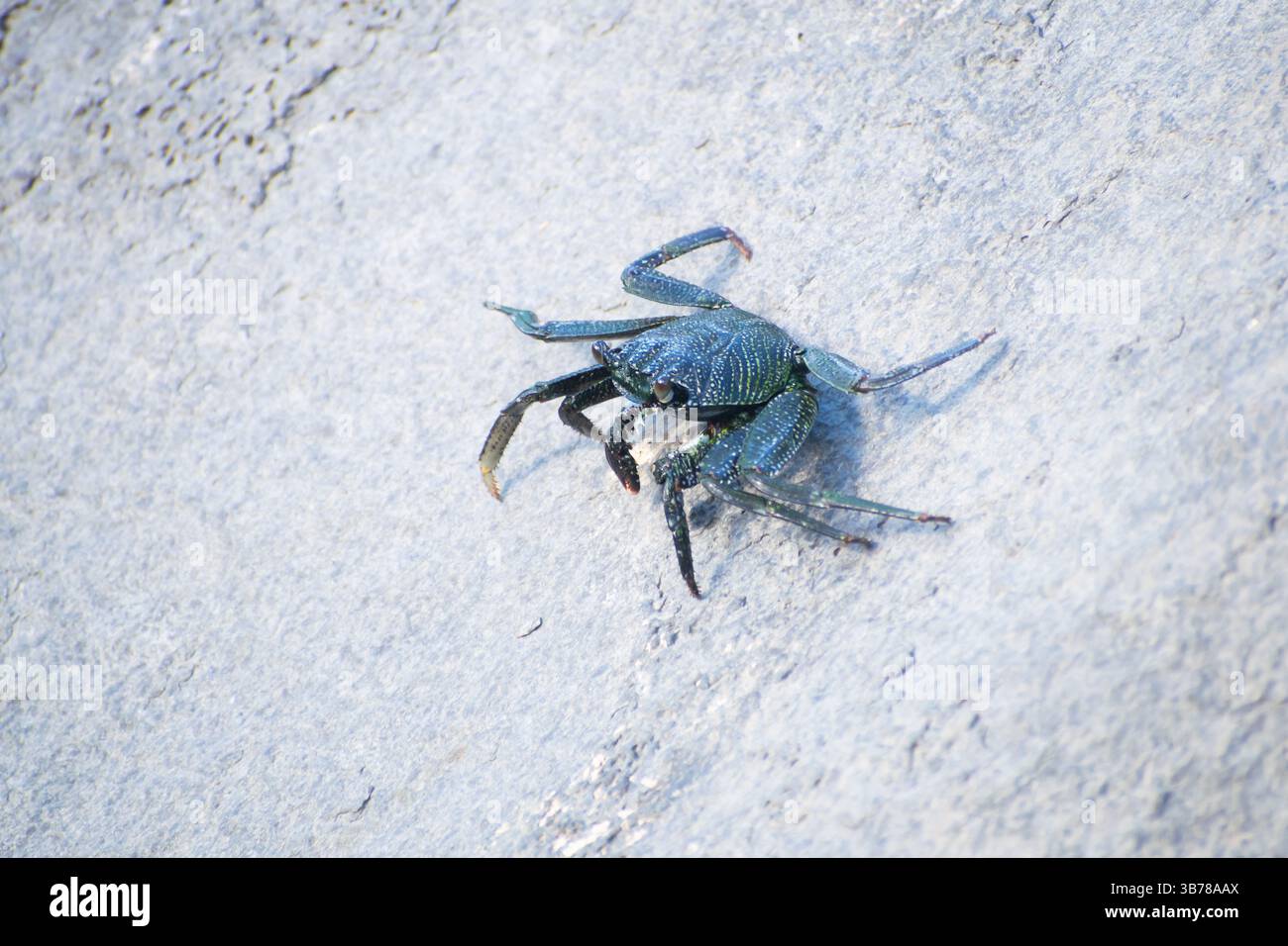 Angular crab hi-res stock photography and images - Alamy