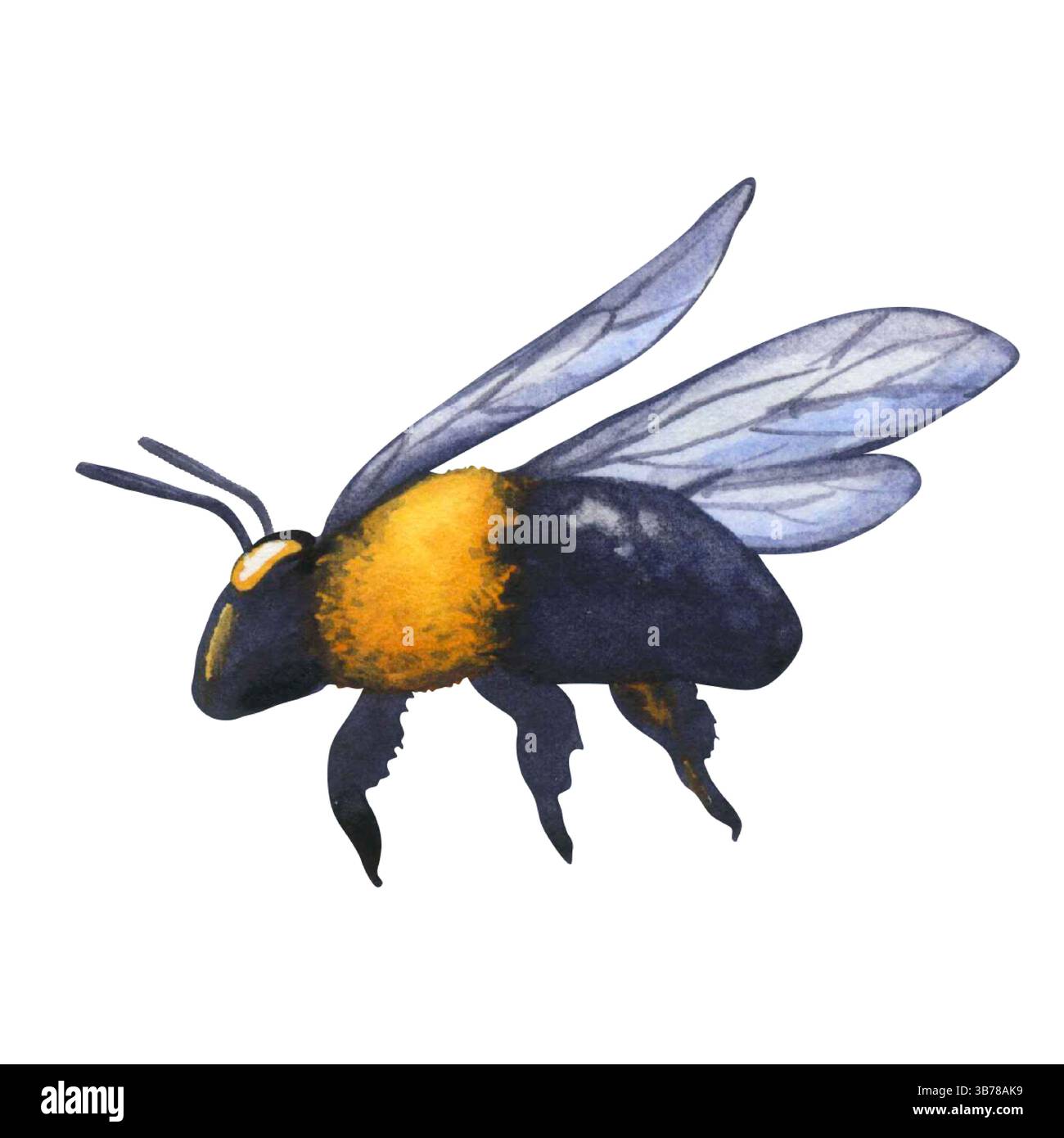 Watercolor bumblebee in flight. Watercolor hand drawn illustration Bee ...
