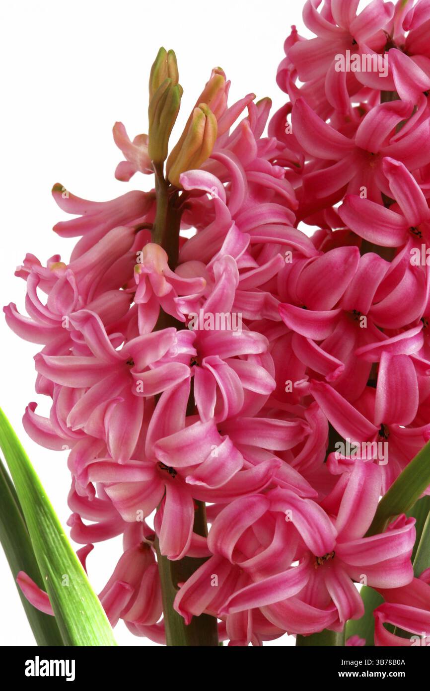 The first bloomers hi-res stock photography and images - Alamy