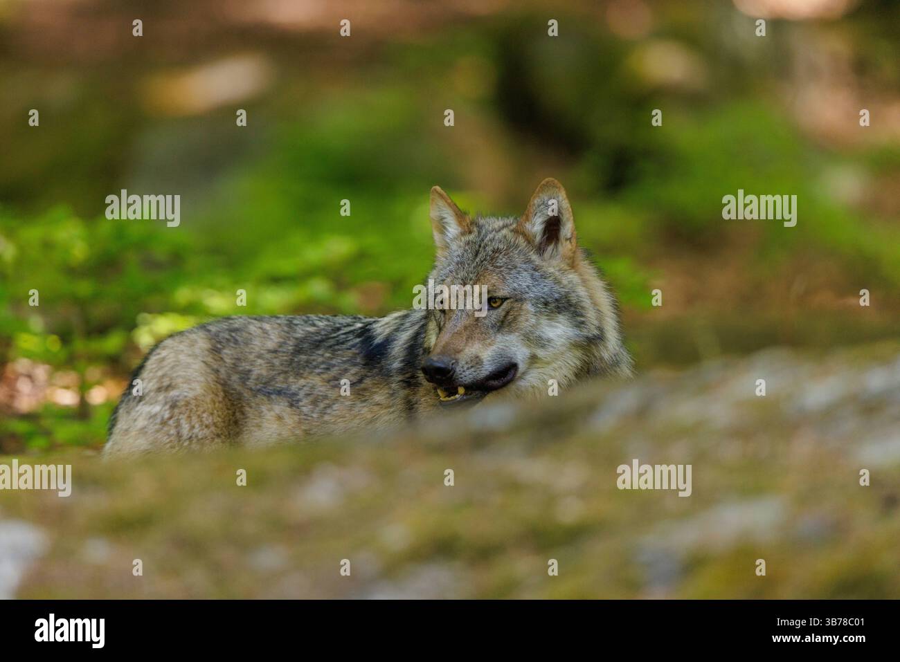 Tierwelt, Wolf 2025-05-02, GER, Bayern: Wolf im Wald *** Wildlife, Wolf ...