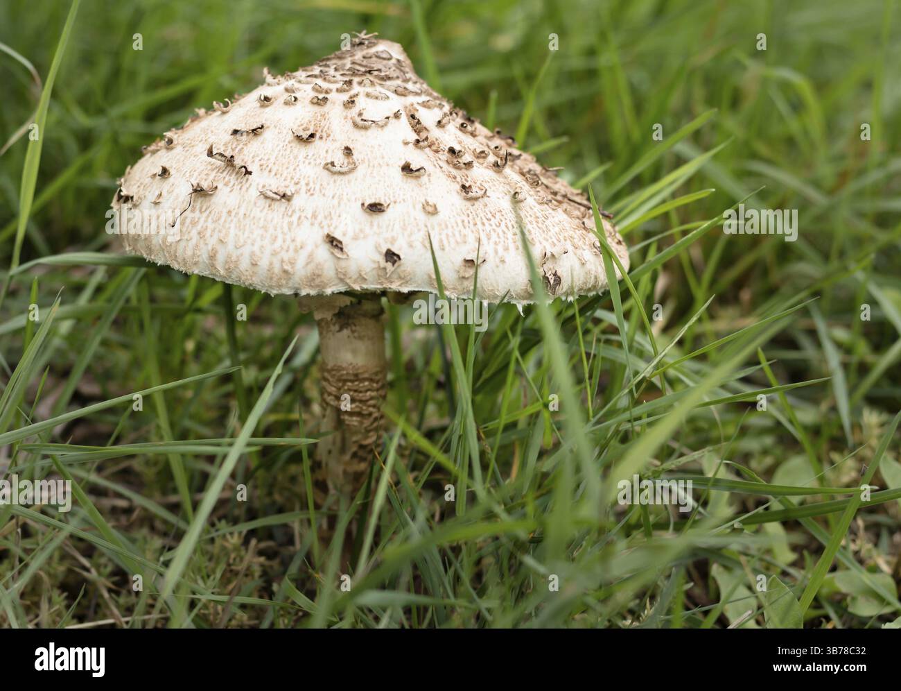 The Parasol mushroom, Parasol (Macrolepiota procera) or giant umbrella ...
