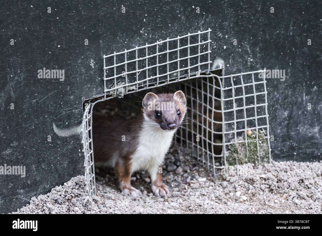 Loose wild animals hi-res stock photography and images - Alamy