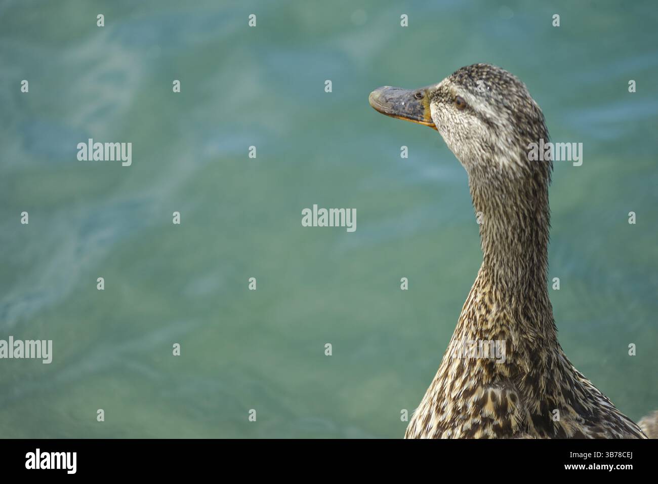 Duck image. Shooting Location: Musashino-shi, Tokyo Stock Photo - Alamy