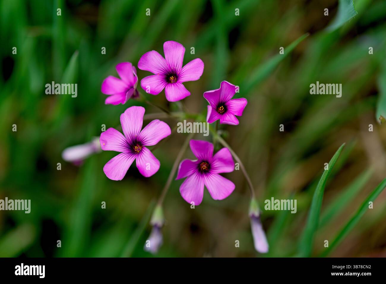 Oxalis articulata, known as pink-sorrel, pink wood sorrel, windowbox ...