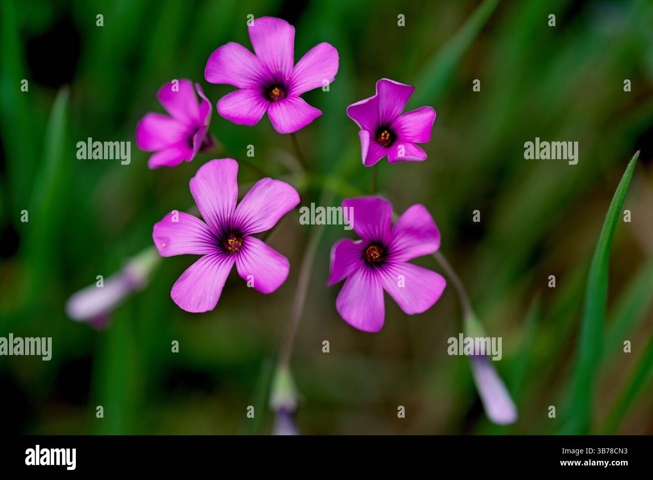Oxalis articulata, known as pink-sorrel, pink wood sorrel, windowbox ...