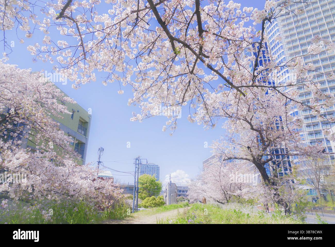 Futakotamagawa-Tama cherry tree-lined. Shooting Location: Tokyo ...