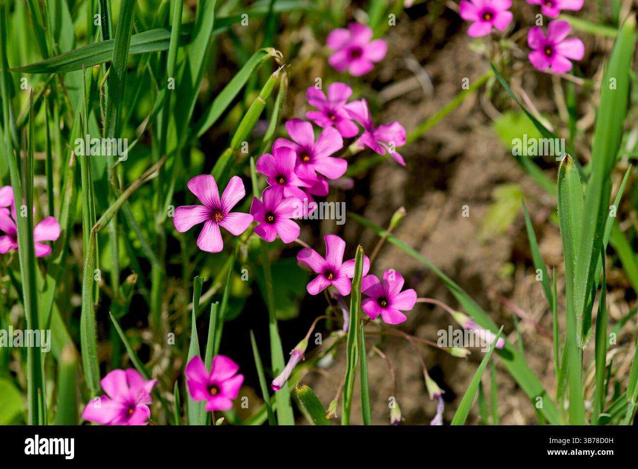 Oxalis articulata, known as pink-sorrel, pink wood sorrel, windowbox ...