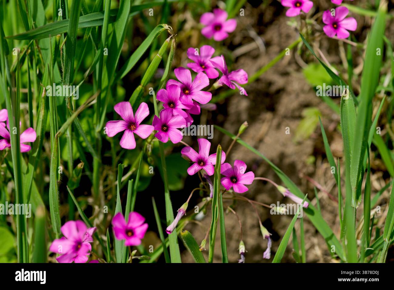 Oxalis articulata, known as pink-sorrel, pink wood sorrel, windowbox ...