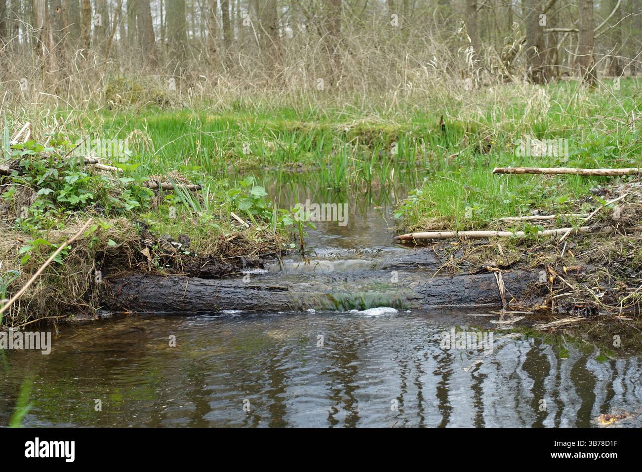 Lush woodland setting hi-res stock photography and images - Alamy