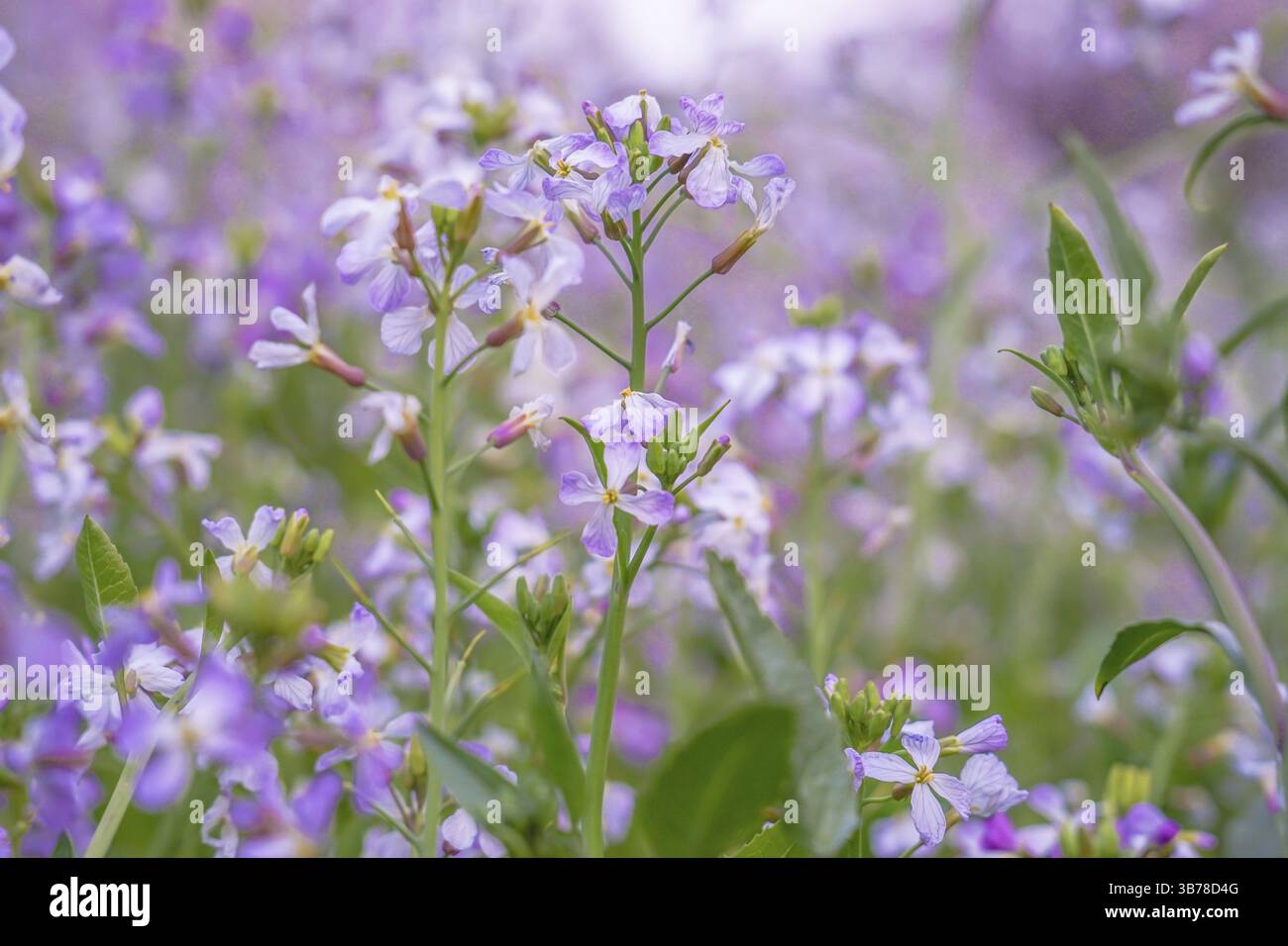 Spring flower garden. Shooting Location: Tokyo metropolitan area Stock ...