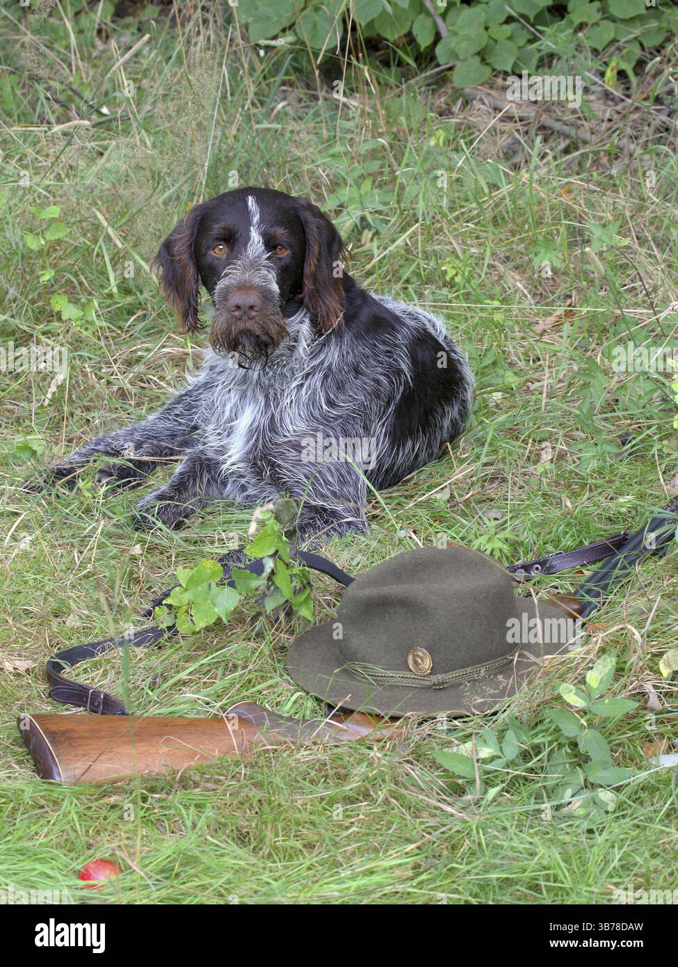 Hunting still life with Bohemian Wire-haired Pointing Griffon Stock ...