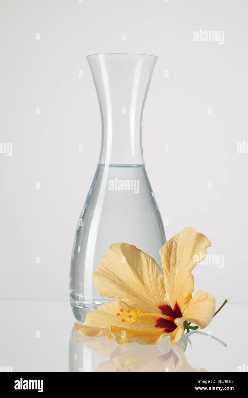The vase with clean water and hibiskus flower on a glass table Stock ...