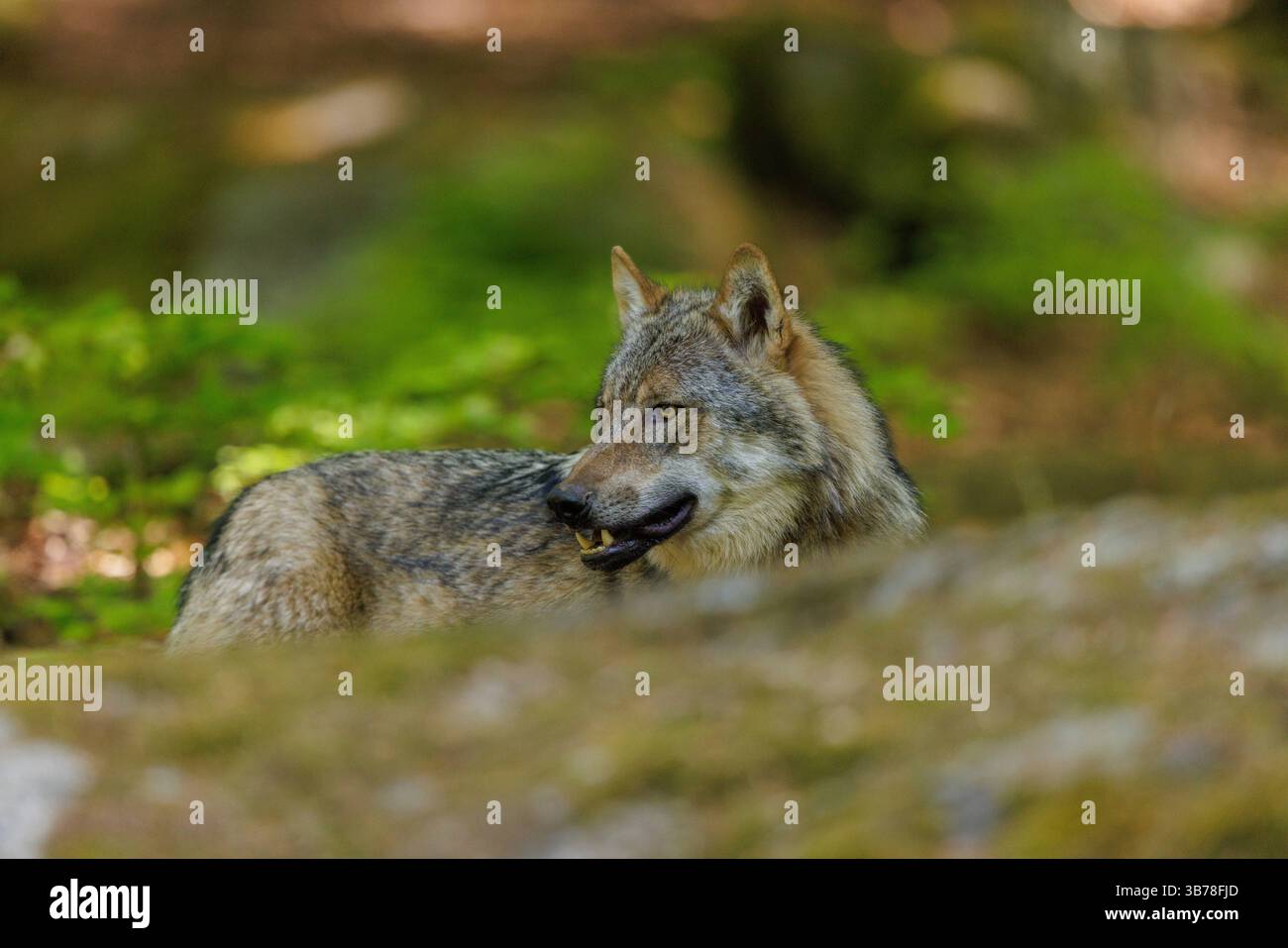 Tierwelt, Wolf 2025-05-02, GER, Bayern: Wolf im Wald *** Wildlife, Wolf ...