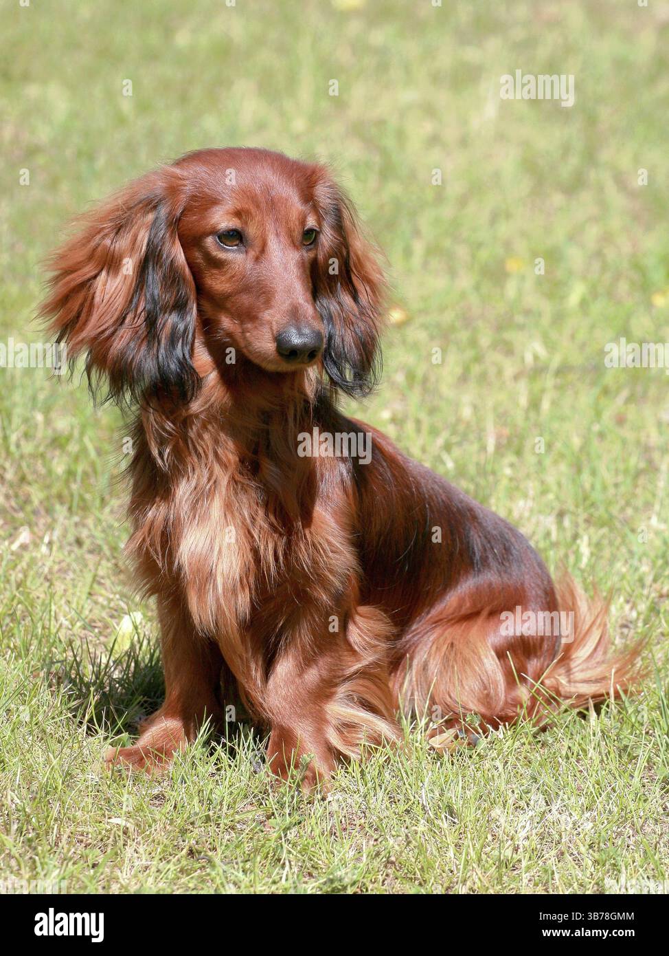 Typical Dachshund Standard Long-haired Red dog Stock Photo - Alamy