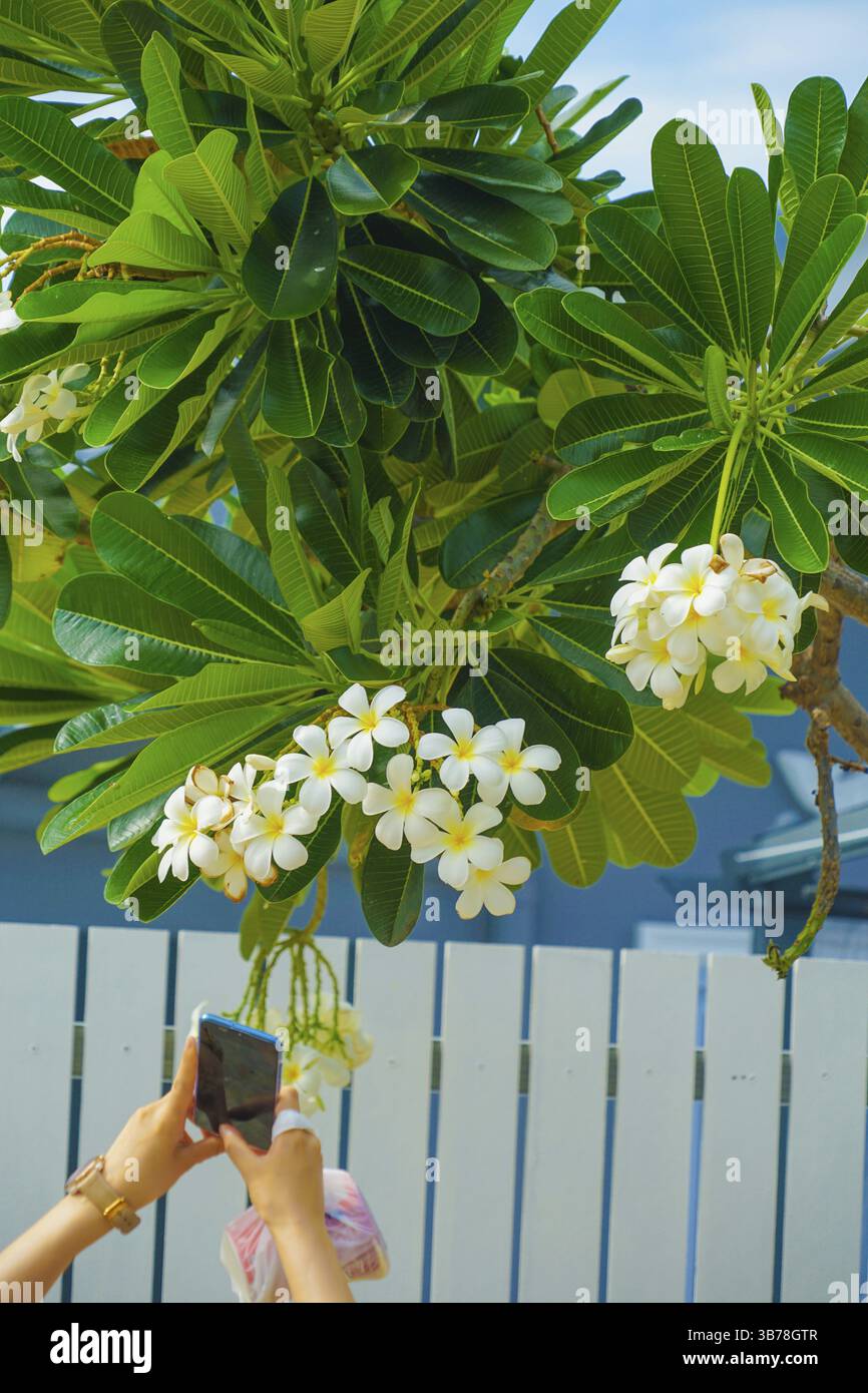 Plumeria Obutsusa of flowers (Kingdom of Thailand, Pattaya). Shooting ...