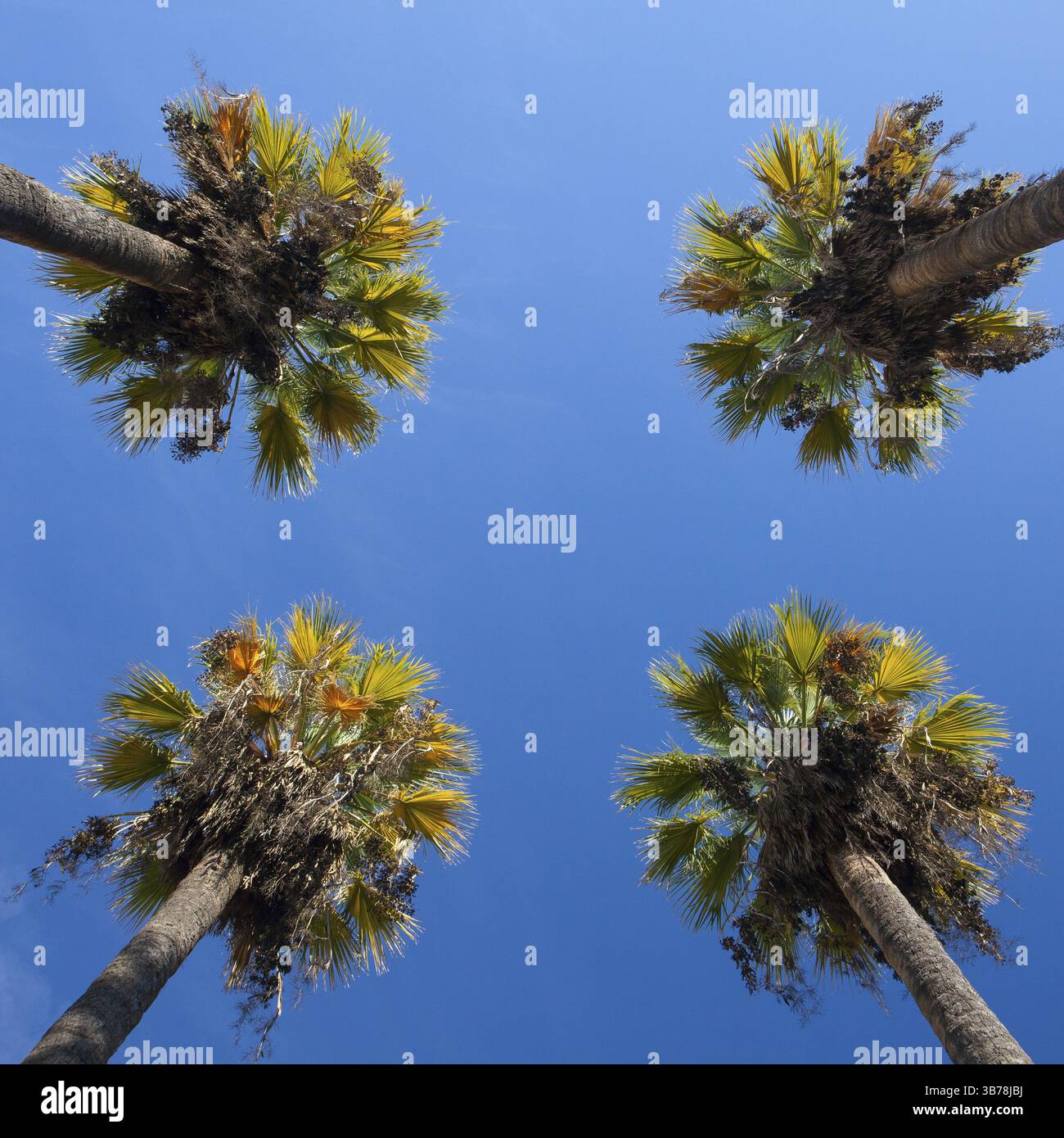 Nice four palm trees hi-res stock photography and images - Alamy