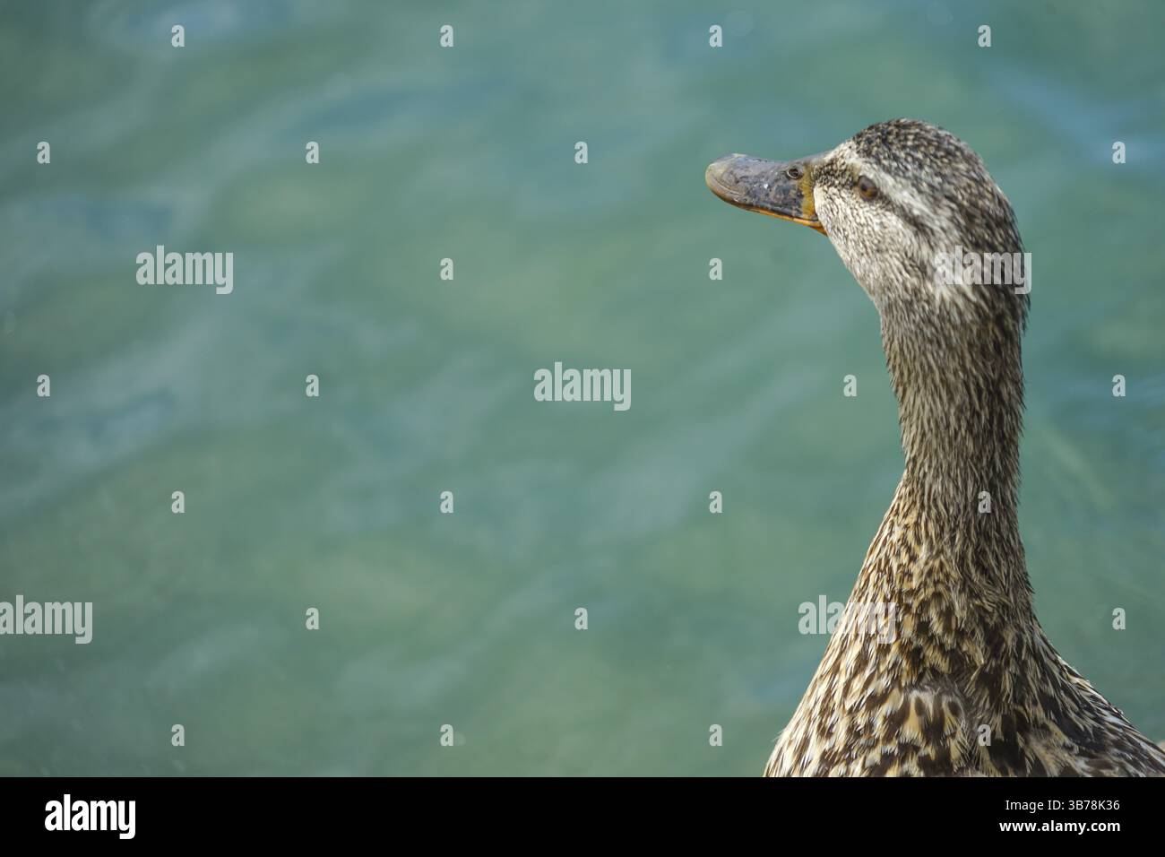 Duck image. Shooting Location: Musashino-shi, Tokyo Stock Photo - Alamy