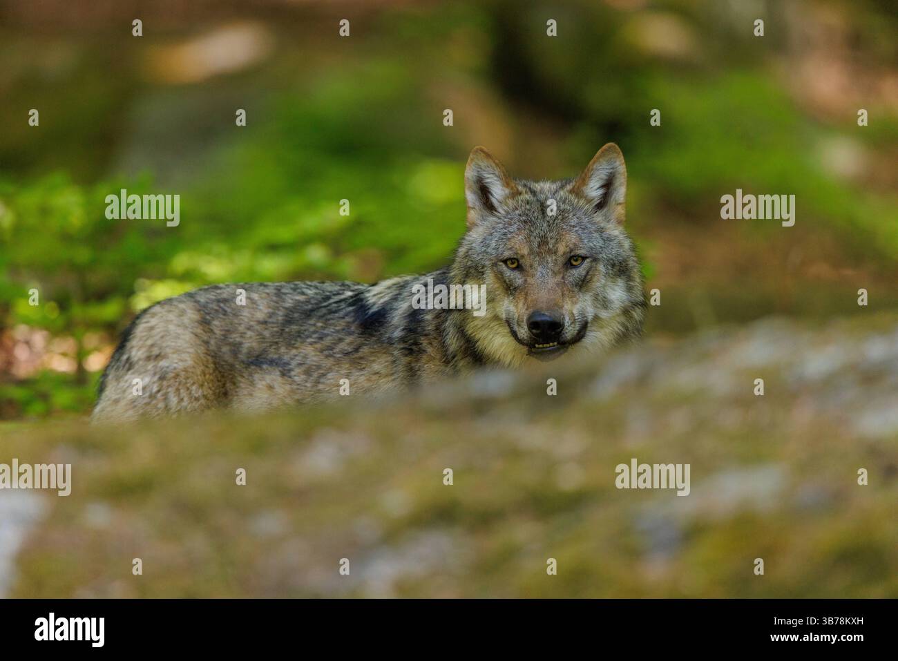 Tierwelt, Wolf 2025-05-02, GER, Bayern: Wolf im Wald *** Wildlife, Wolf ...