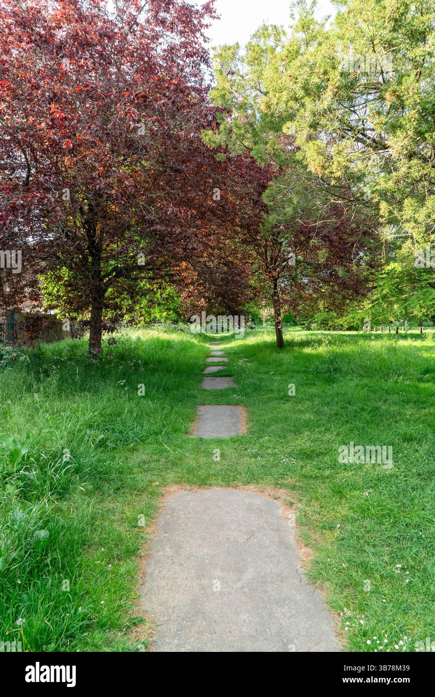 Stone slab pathway under trees with grass either side Stock Photo - Alamy